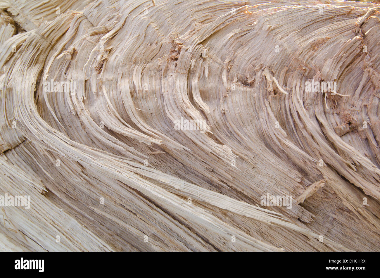 wind damaged oak tree a mature branch has been torn broken off from ...