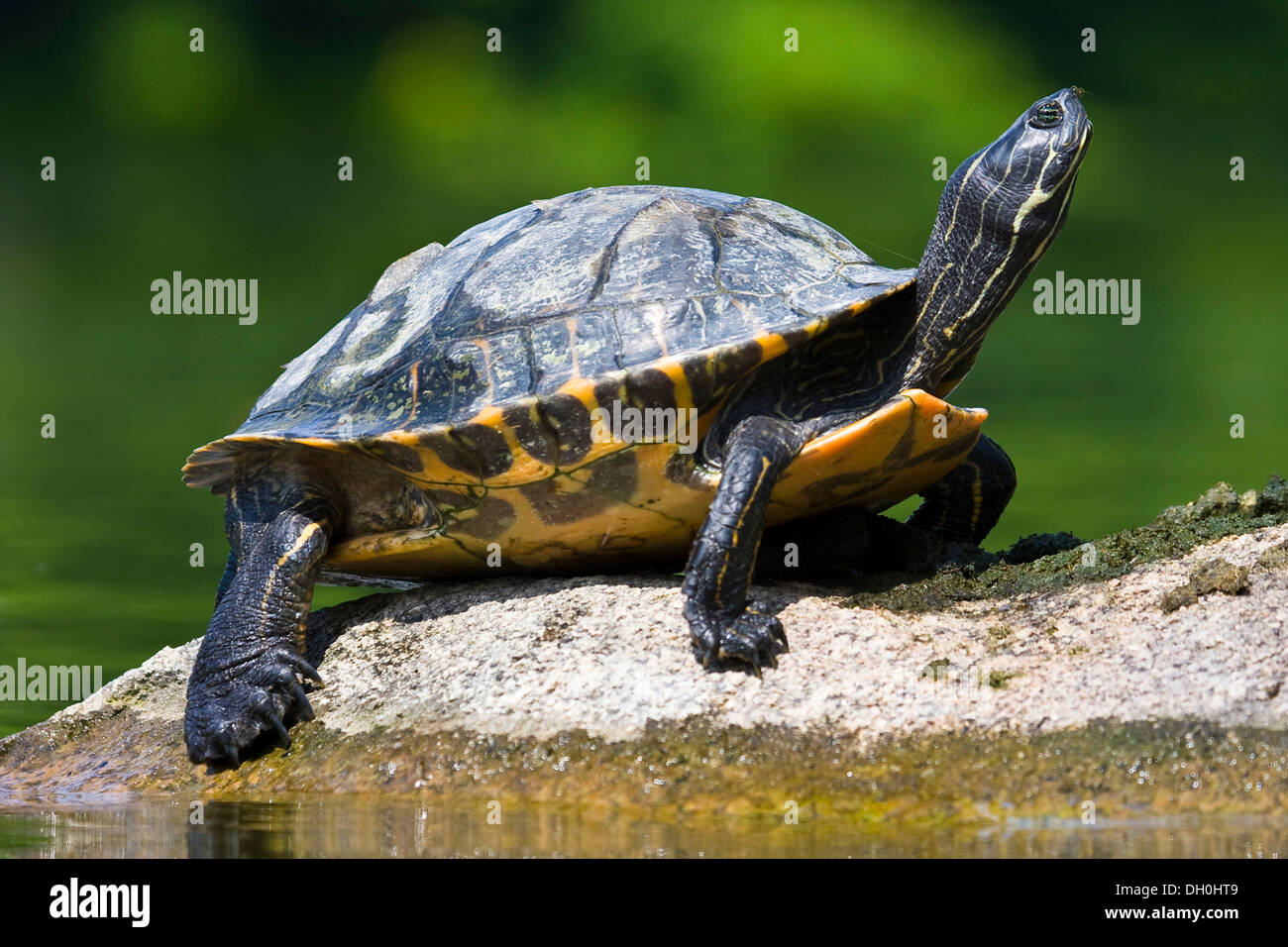 Testudinata hi-res stock photography and images - Alamy