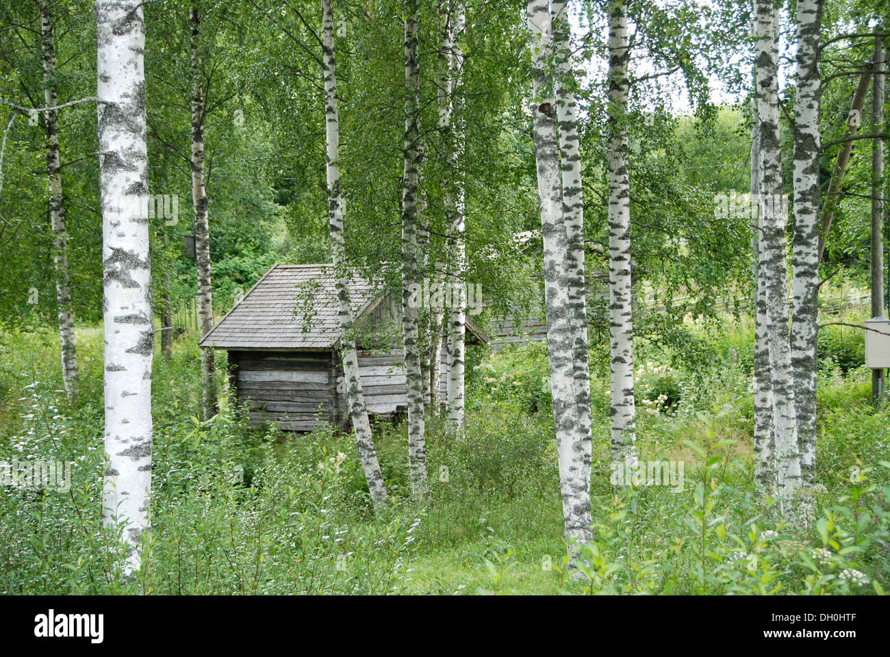 Finnish birch forest hi-res stock photography and images - Alamy