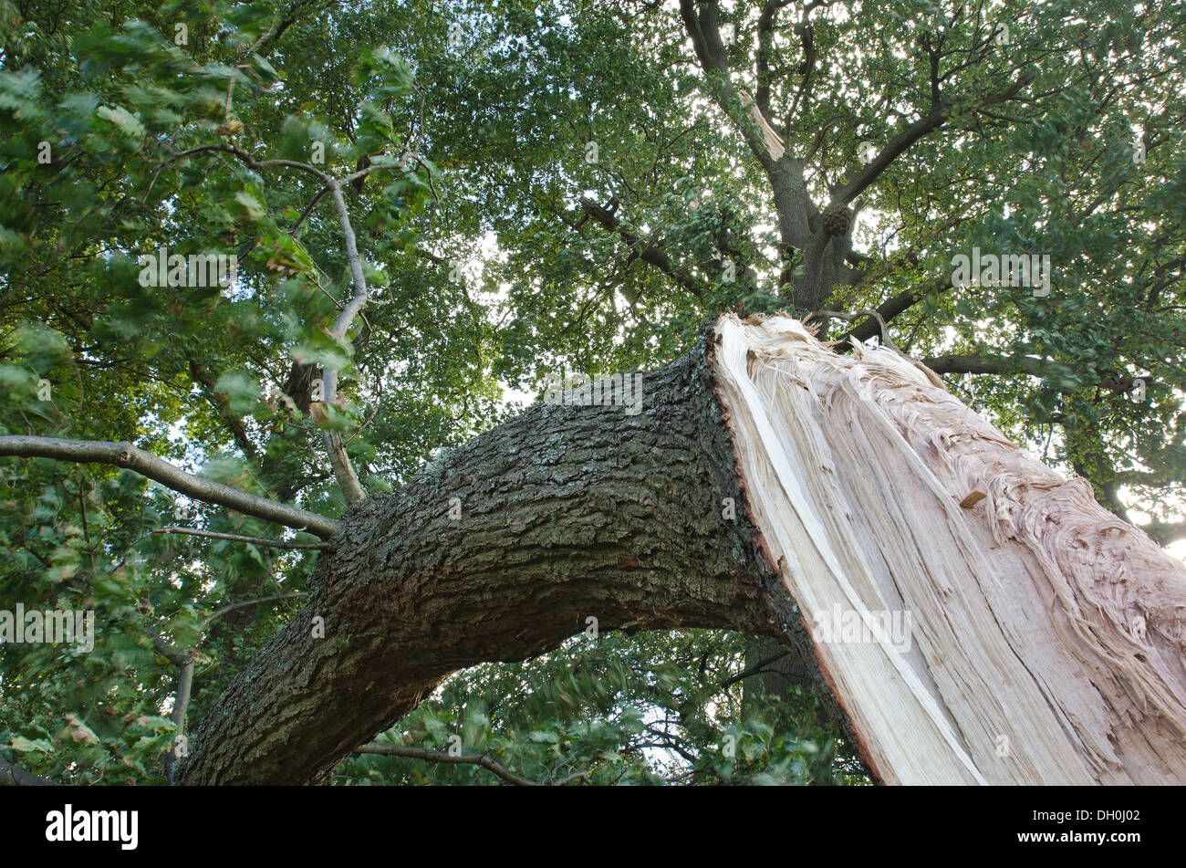 wind damaged oak tree a mature branch has been torn broken off from ...