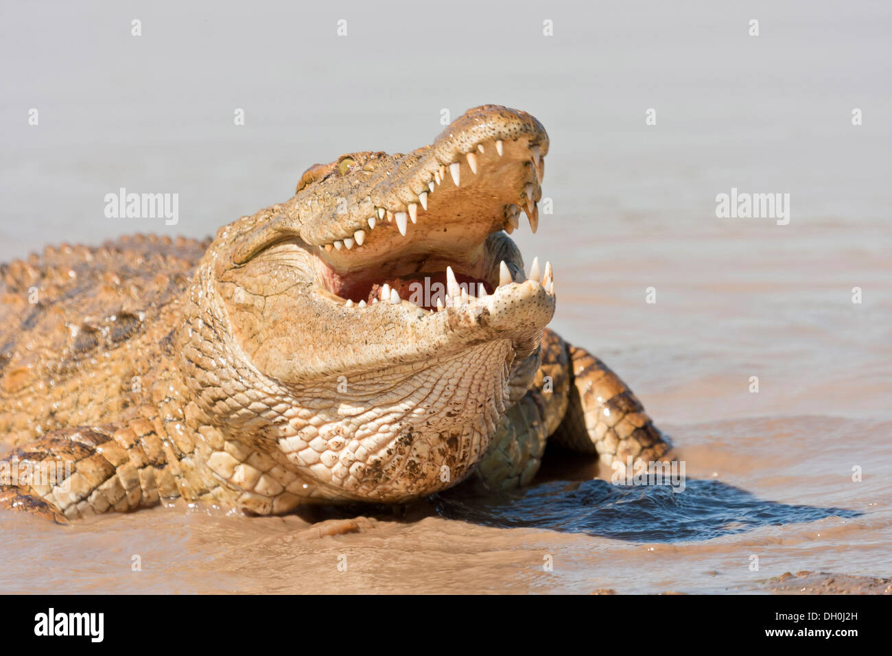 Snout reptile reptiles conservation hi-res stock photography and images ...