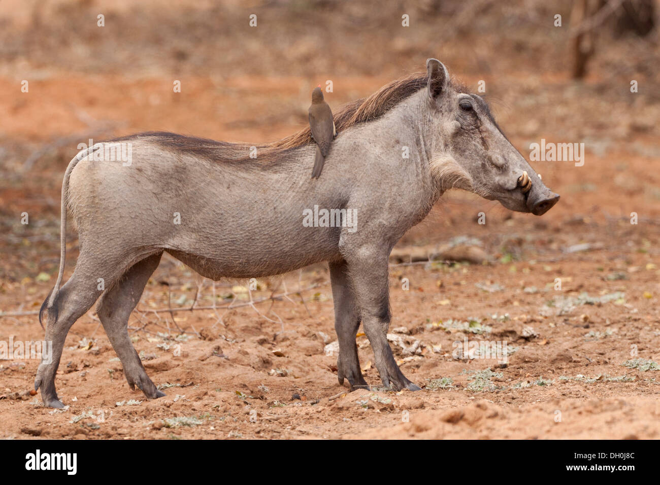 Warthog (Phacochoerus africanus) and a Red-billed Oxpecker (Buphagus ...