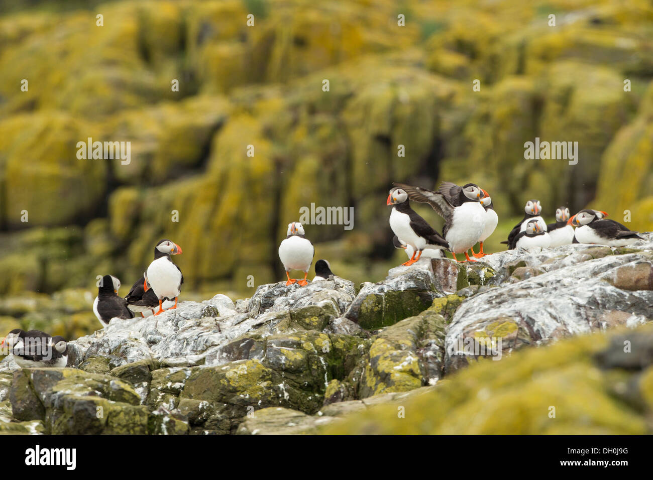 English puffins hi-res stock photography and images - Alamy