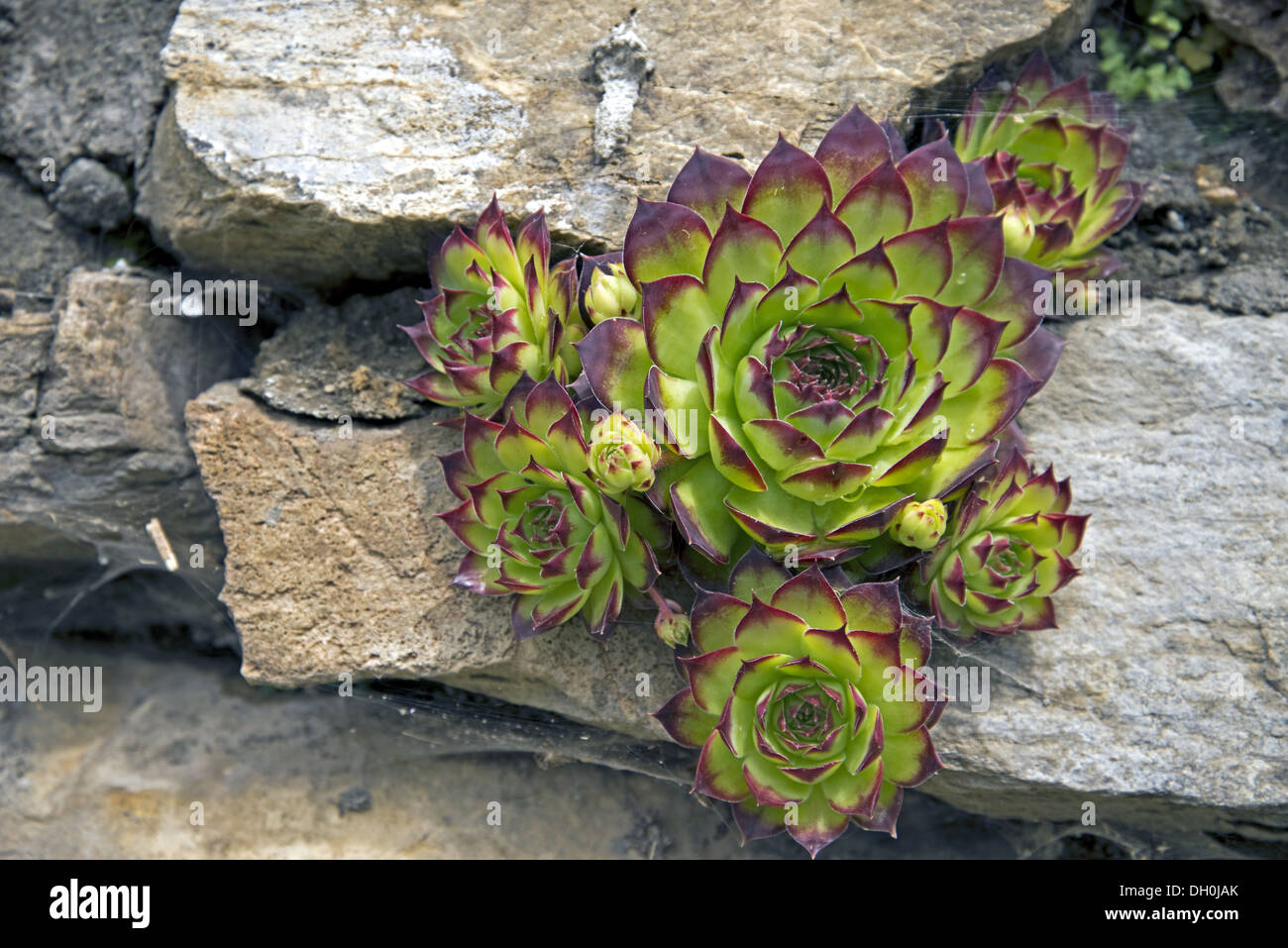 Houseleek hi-res stock photography and images - Alamy