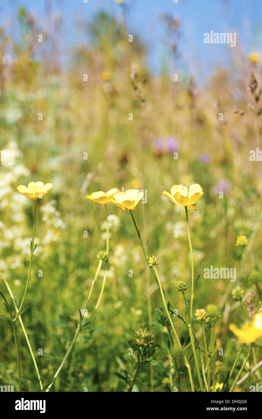 Yellow flower background of buttercup Stock Photo - Alamy