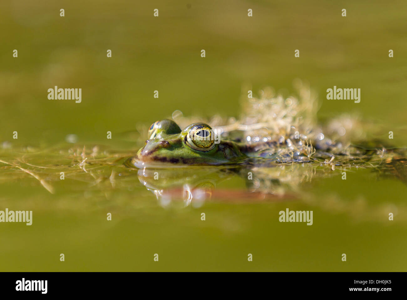 Northern pool frog hi-res stock photography and images - Alamy