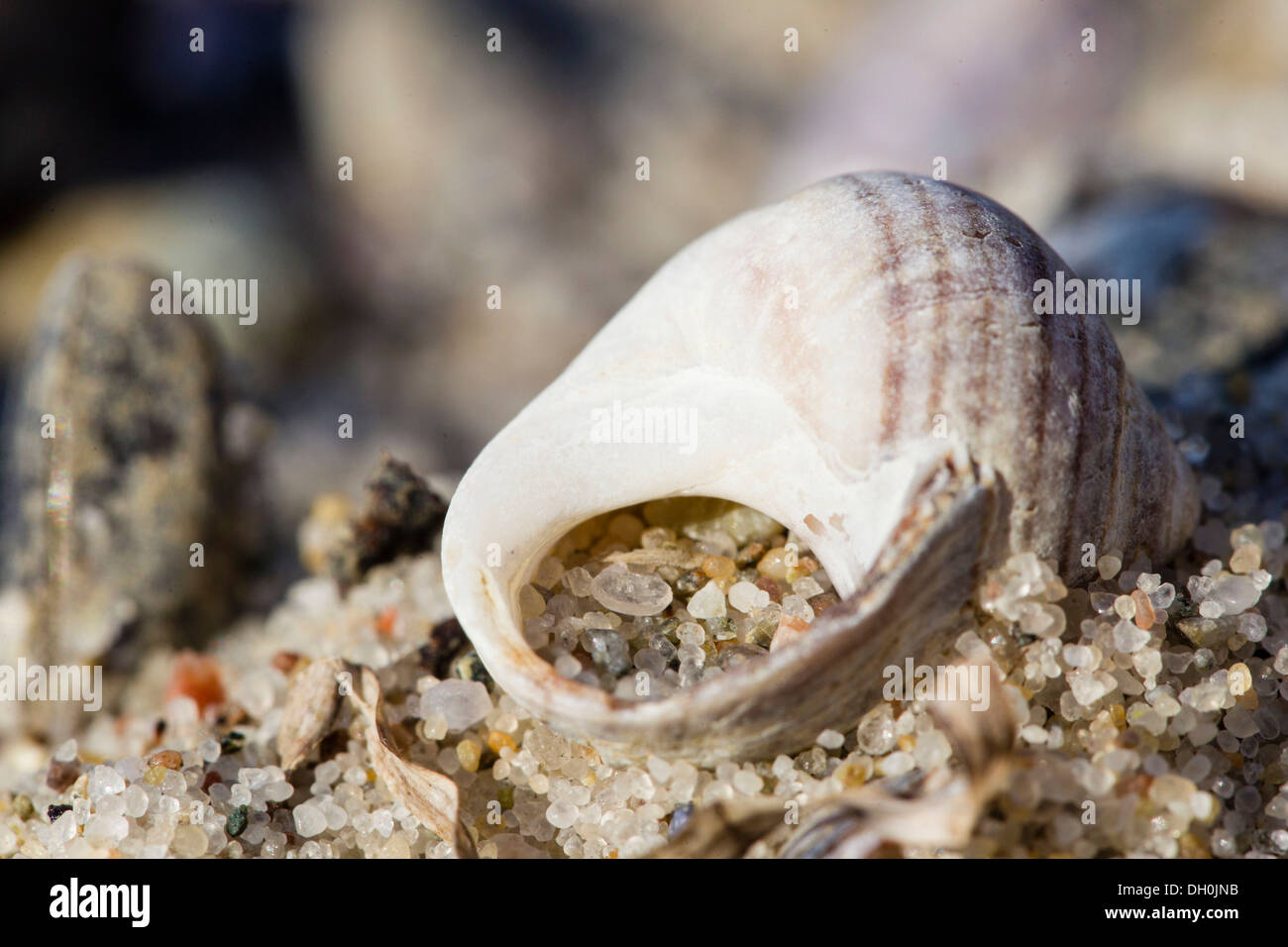 Empty snail shell hi-res stock photography and images - Alamy