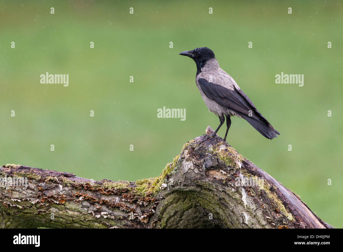 Hooded crow hi-res stock photography and images - Alamy