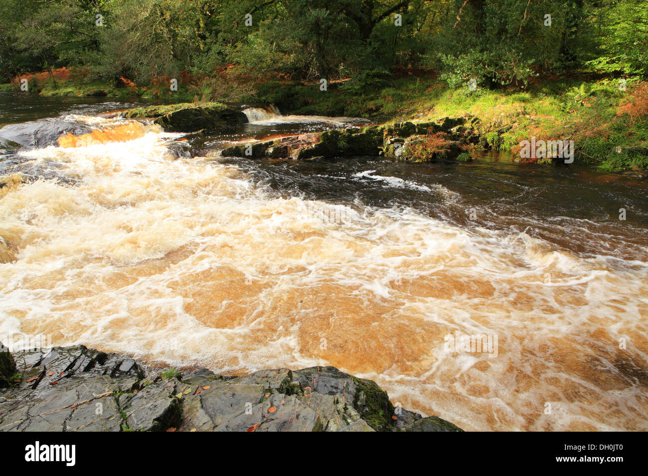 River Dart at Holne during autumn flood, Dartmoor, Devon, England, UK ...