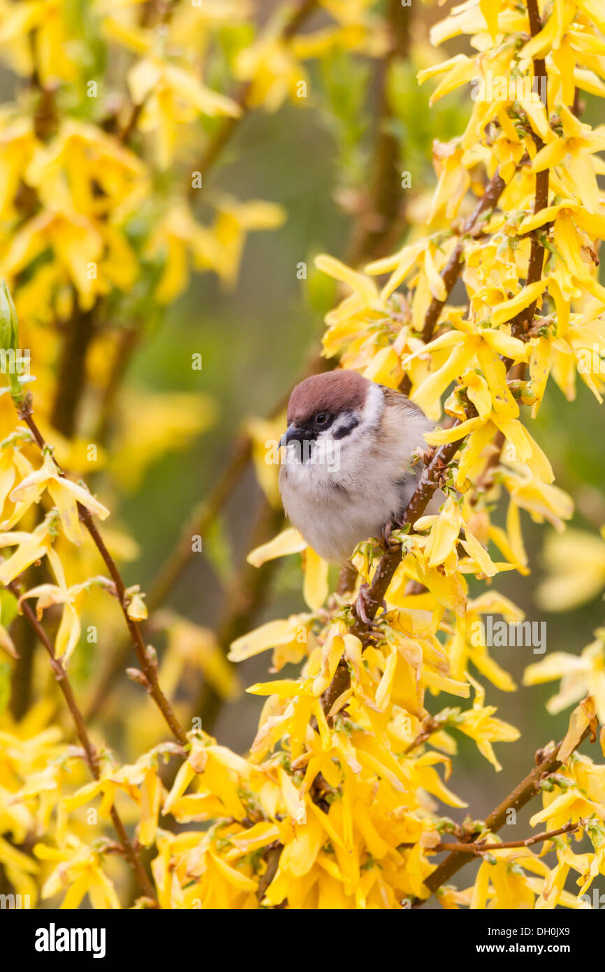 Oscines passeriformes passerines sits a hi-res stock photography and ...