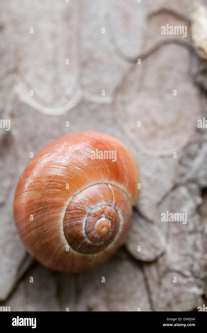 Snail shell, snail (Gastropoda), on a tree, Ruegen Island, Mecklenburg ...