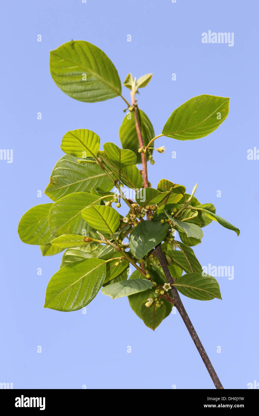 Frangula alnus flowering hi-res stock photography and images - Alamy