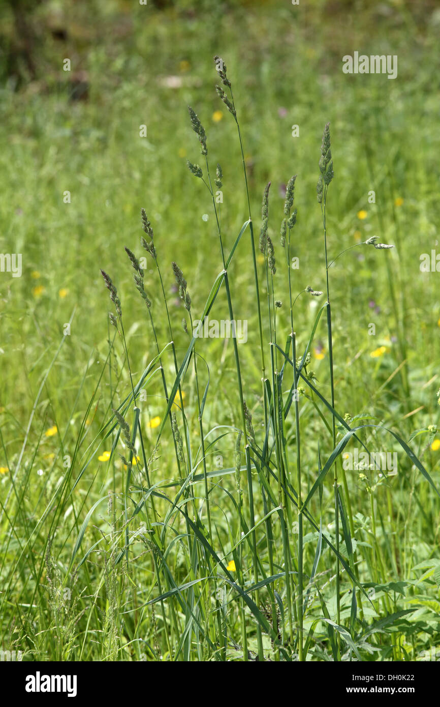 Dactylis glomerata, Orchard Grass Stock Photo - Alamy