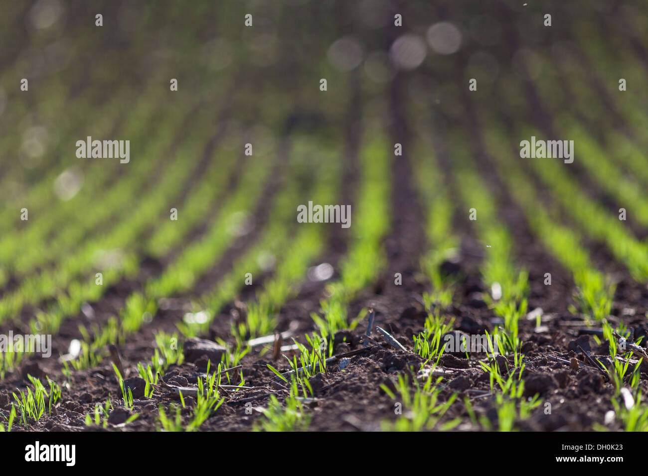 Burgeoning field, Hesse Stock Photo - Alamy