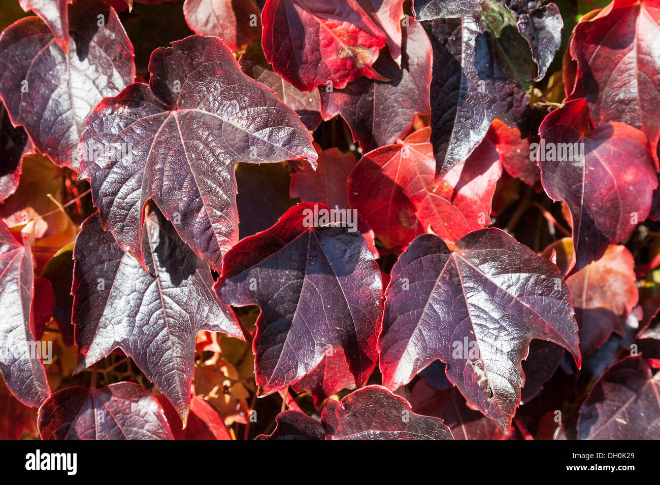 Dark red leaves of a Common Grape Vine (Vitis vinifera), Mecklenburg ...