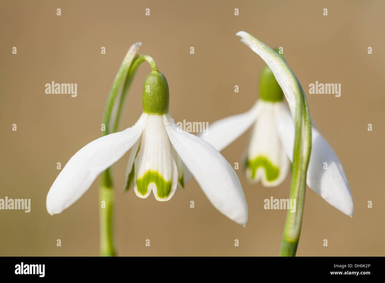 Hybrid snowdrops hi-res stock photography and images - Alamy