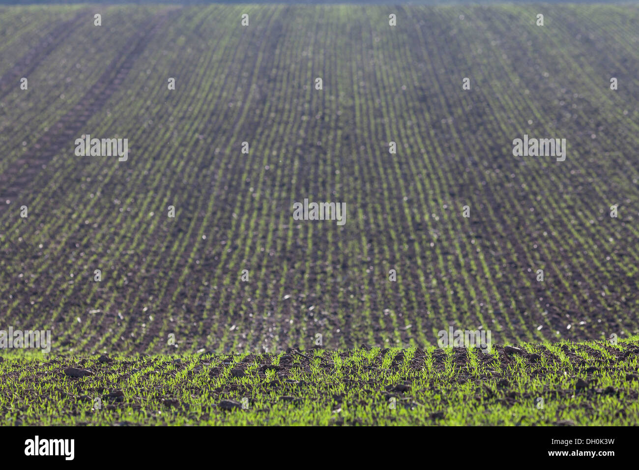 Burgeoning field, Hesse Stock Photo - Alamy