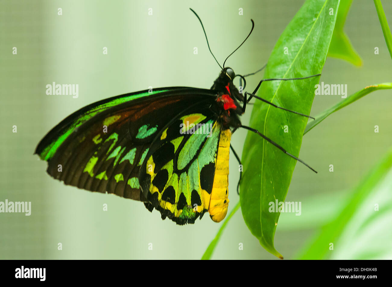 Cairns Birdwing at Melbourne Zoo, Victoria, Australia Stock Photo - Alamy