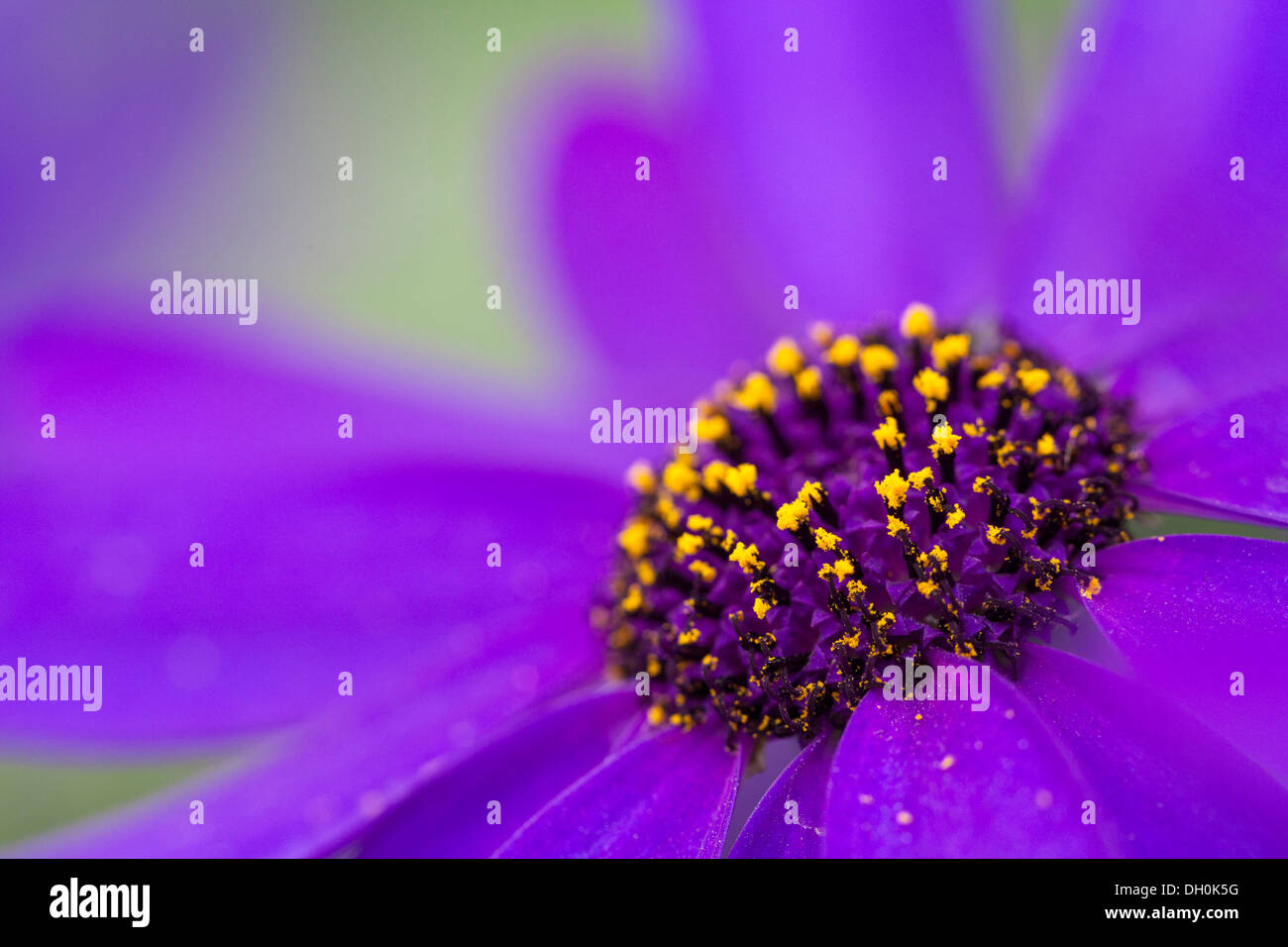 Cineraria (Pericallis x hybrida Senetti Deep Blue), detail of a flower ...