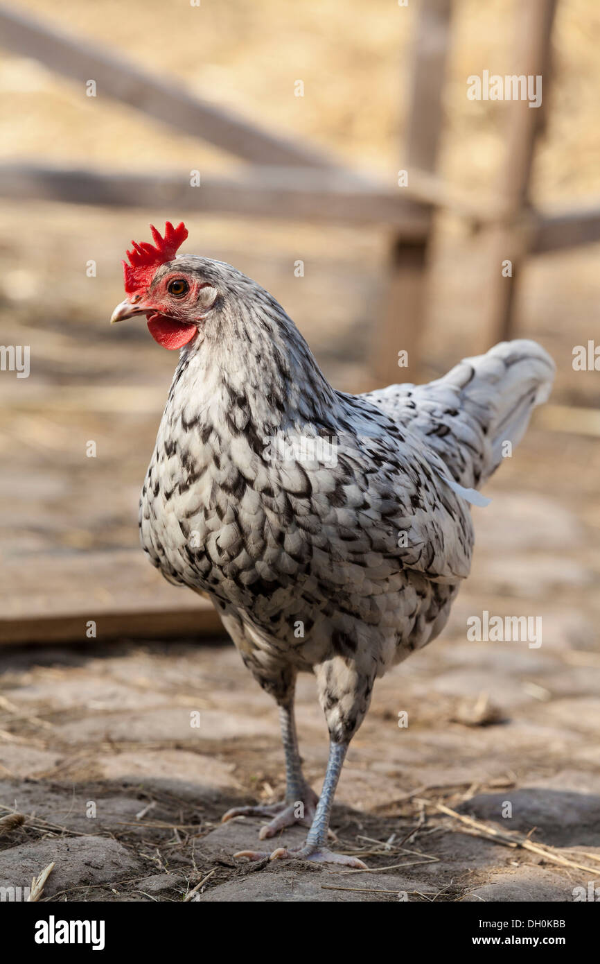 Domestic Fowl (Gallus gallus domesticus), Hesse Stock Photo - Alamy