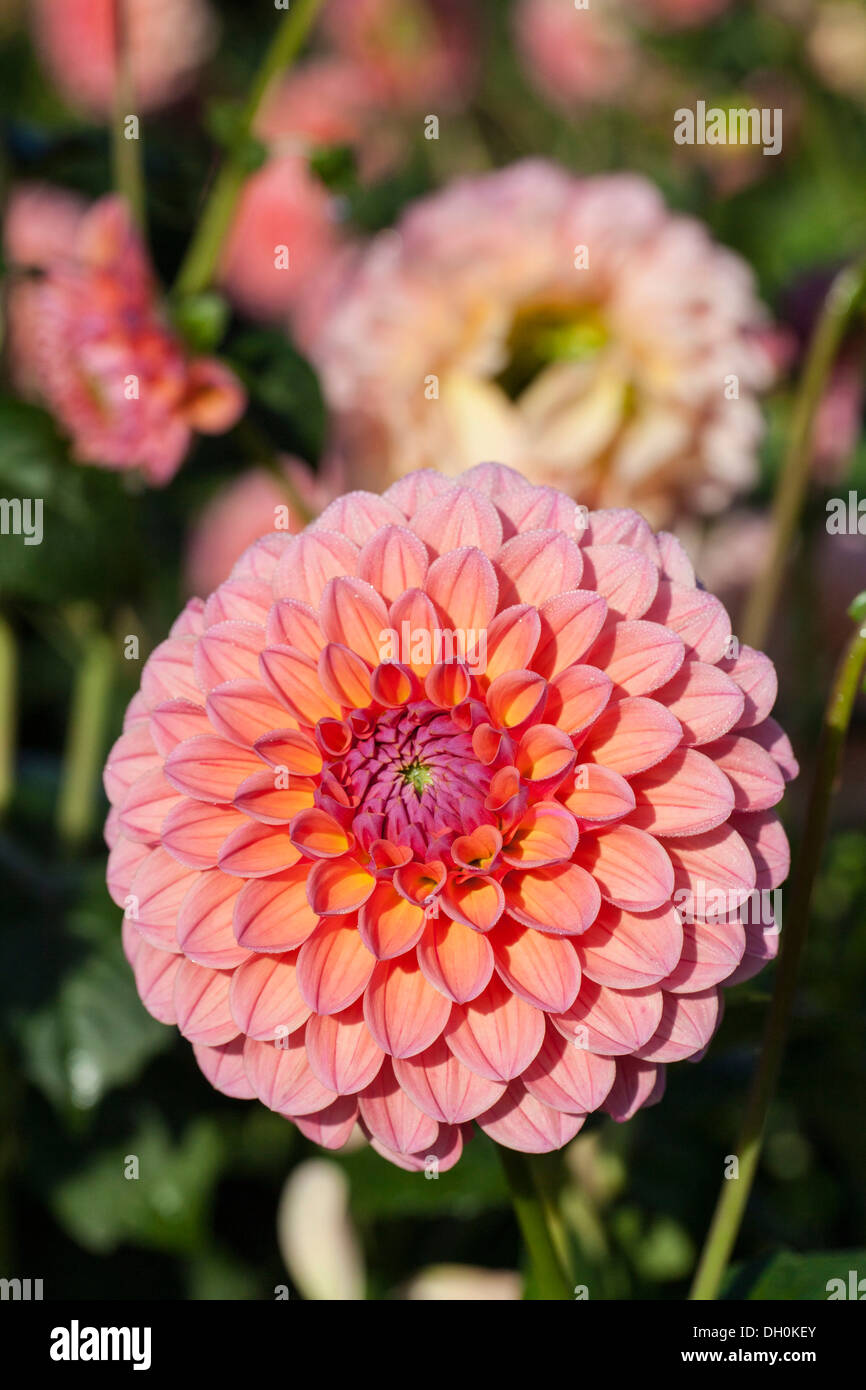 Fuchsia Dahlia High Resolution Stock Photography and Images - Alamy