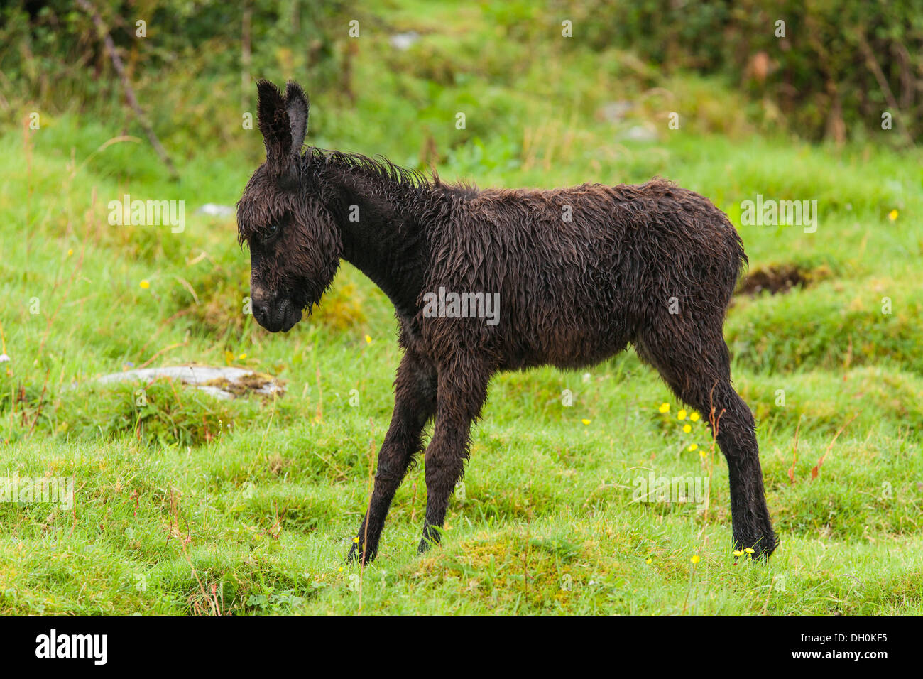 Foal, donkey or ass (Equus asinus asinus), County Clare, Republic of ...