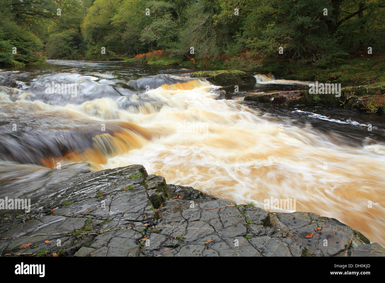 River Dart at Holne during autumn flood, Dartmoor, Devon, England, UK ...