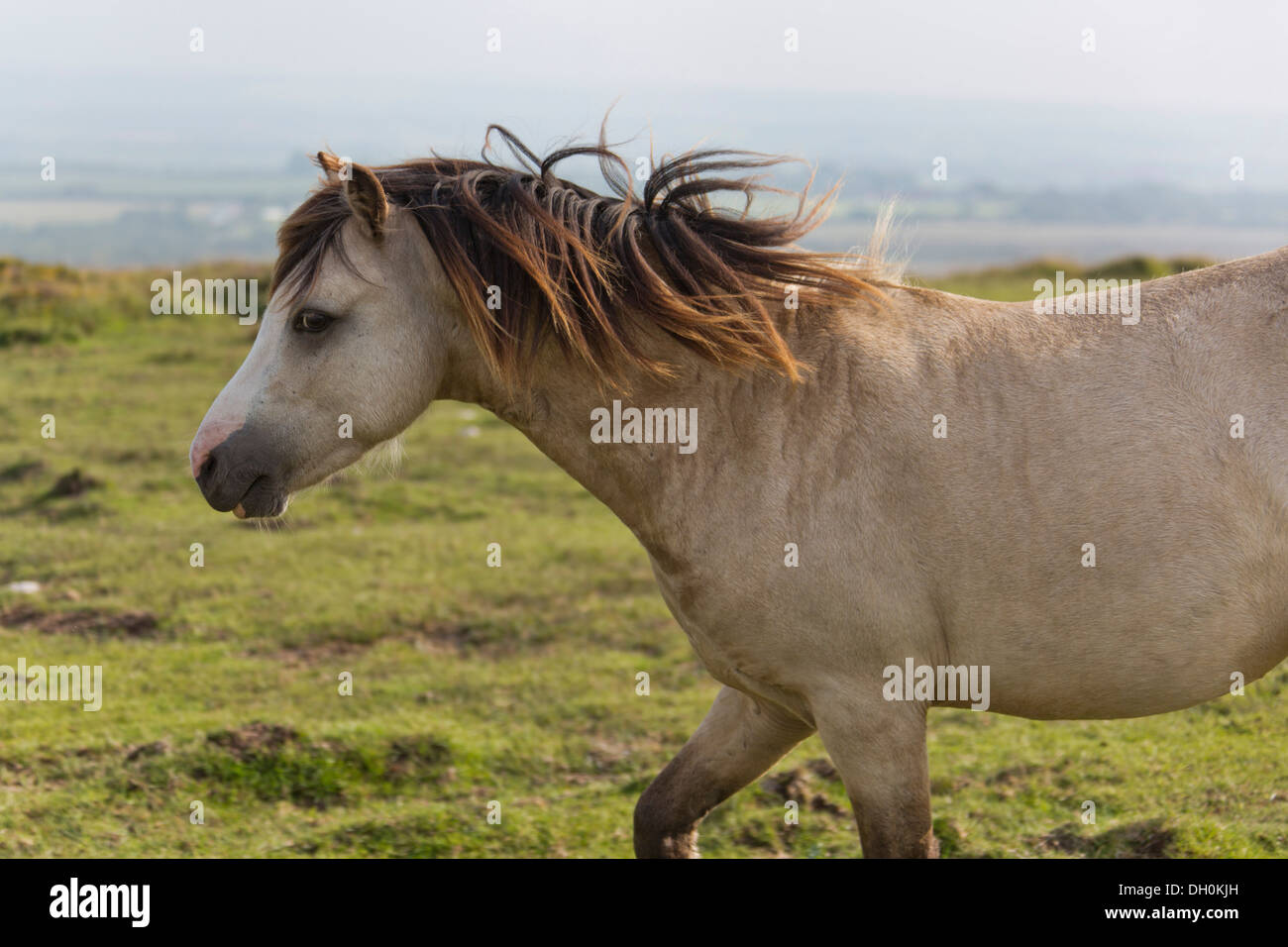 Wild pony running on welsh hills 138368 Ponies Stock Photo - Alamy