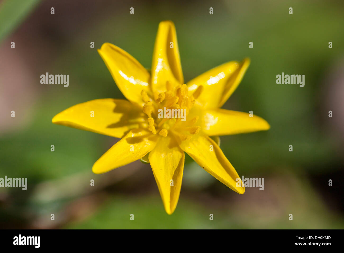 Ficaria verna celandines hi-res stock photography and images - Alamy