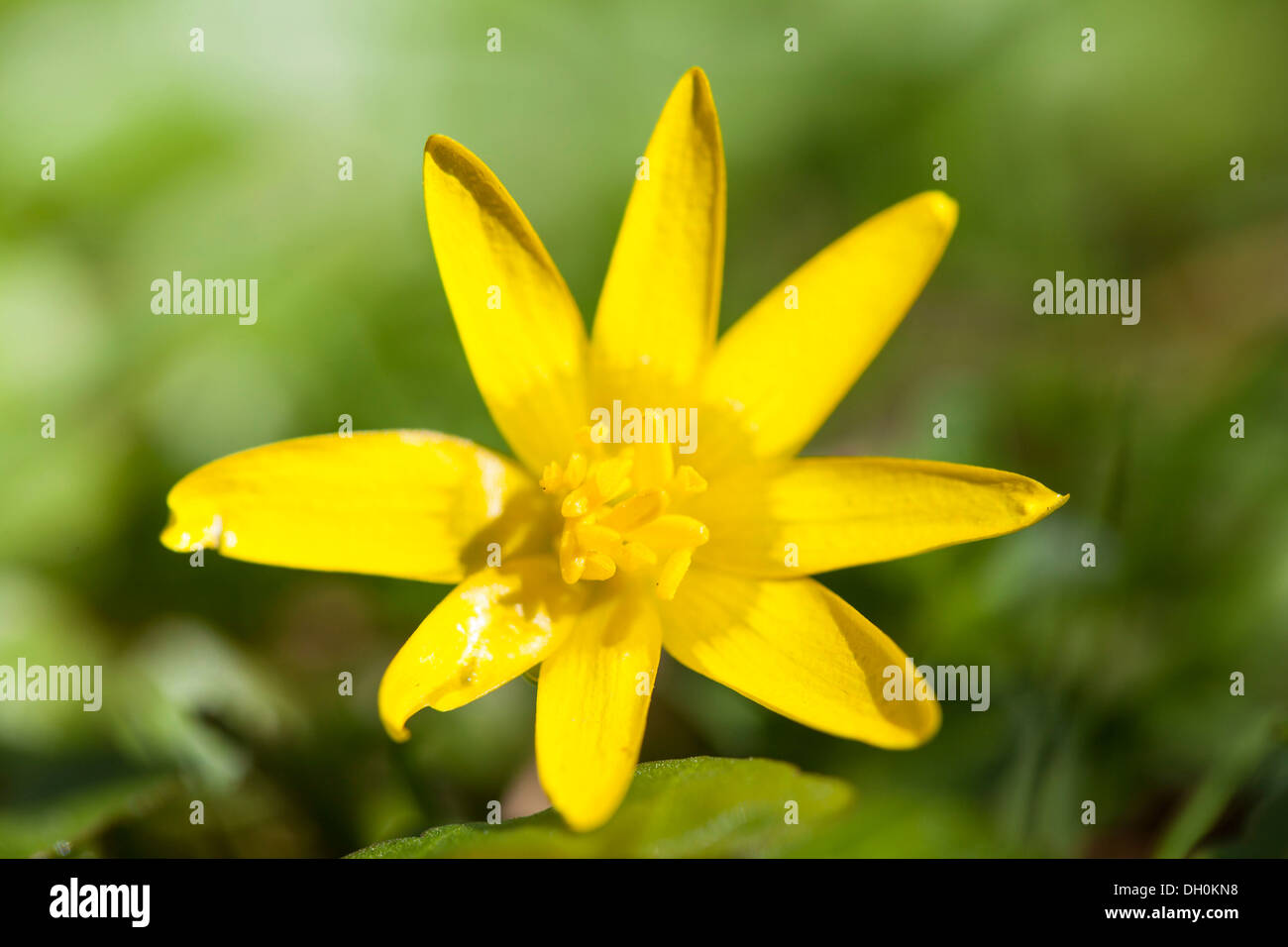 Ficaria verna celandines hi-res stock photography and images - Alamy