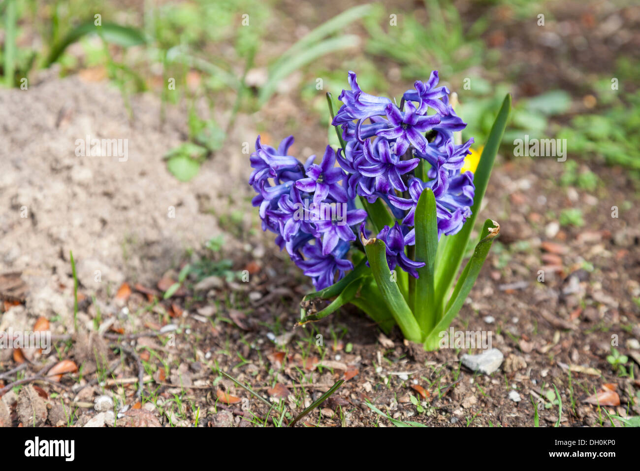 Garden Hyacinth or Dutch Hyacinth (Hyacinthus orientalis), Kassel ...