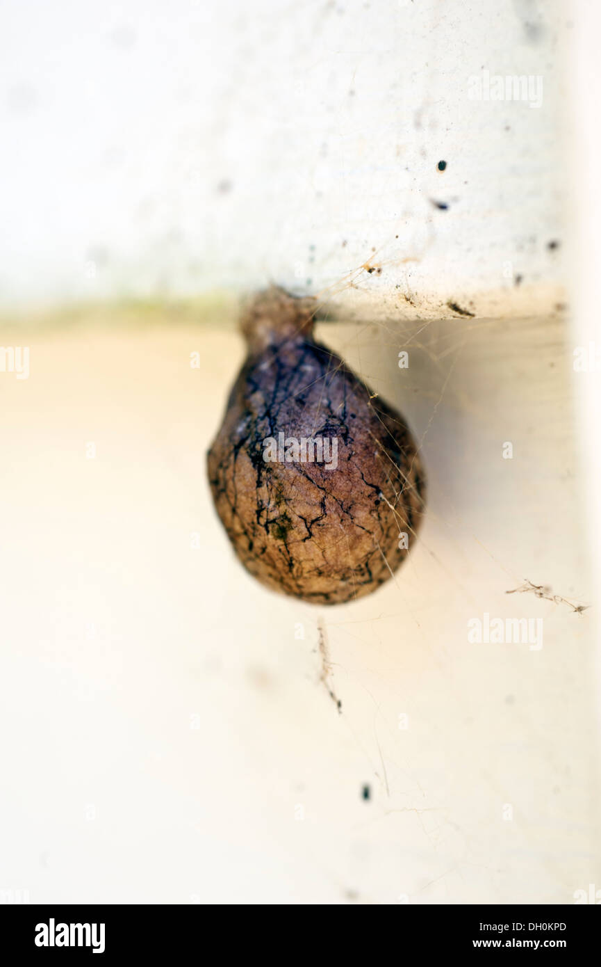 Spider cocoon hi-res stock photography and images - Alamy