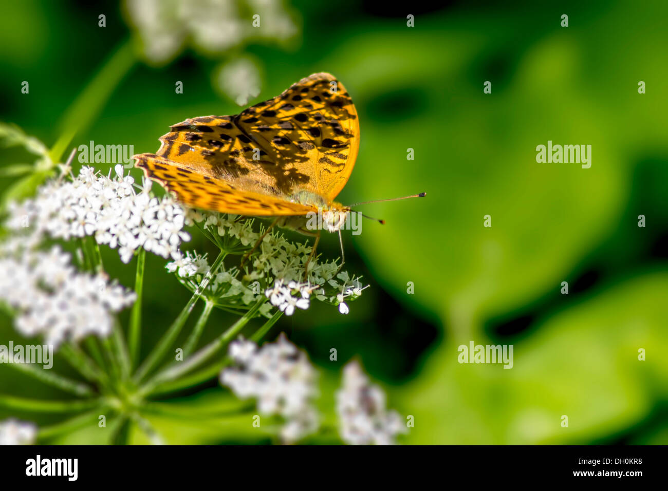 Silverspot silverspot hi-res stock photography and images - Alamy