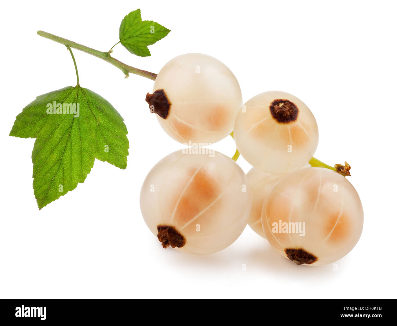 Smooth white stem hi-res stock photography and images - Alamy