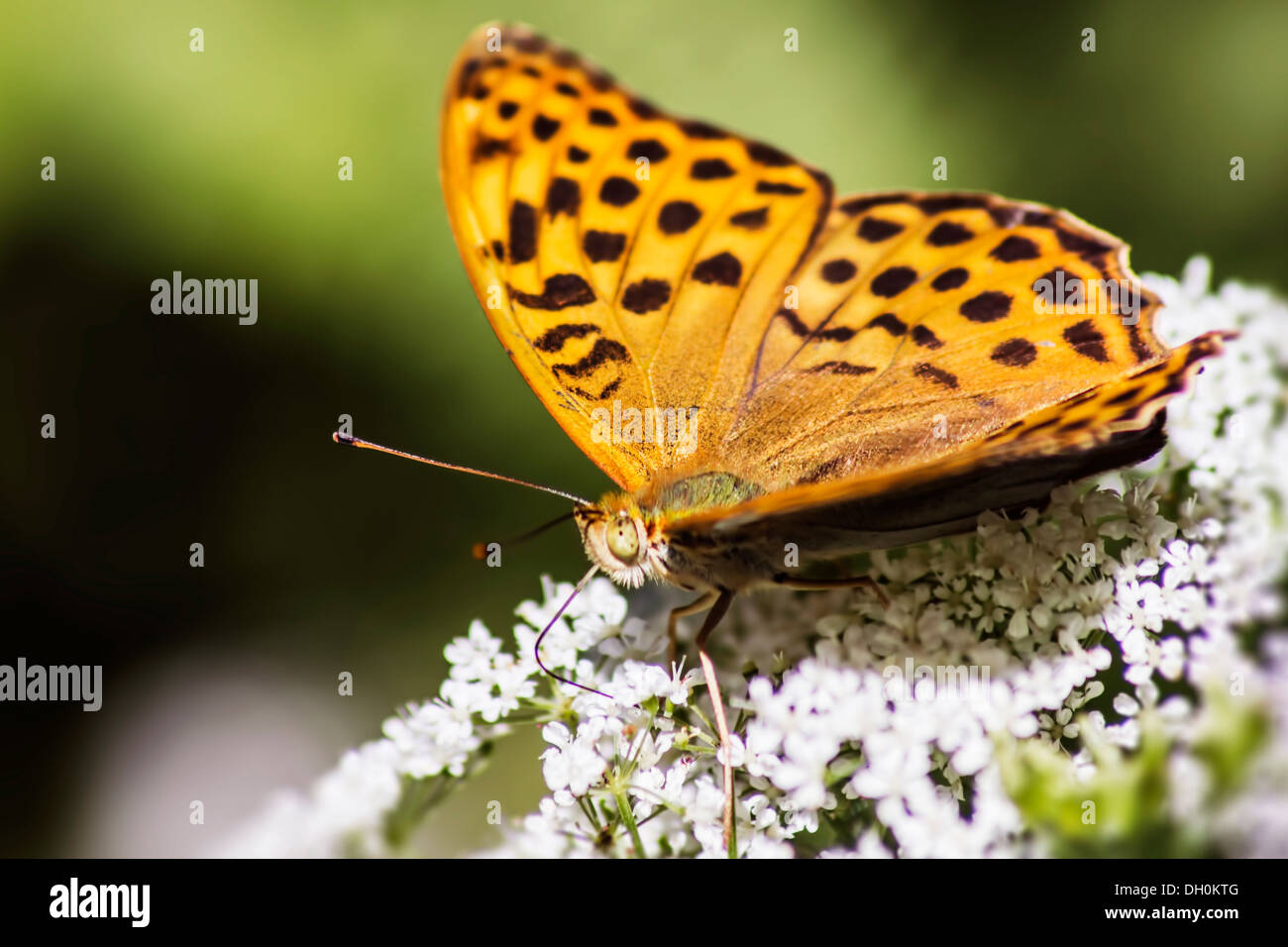 Common butterfly Silverspot (Argynnis Ino Stock Photo - Alamy
