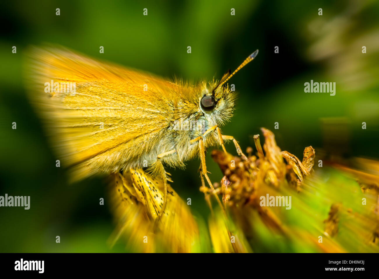 Small skipper face hi-res stock photography and images - Alamy
