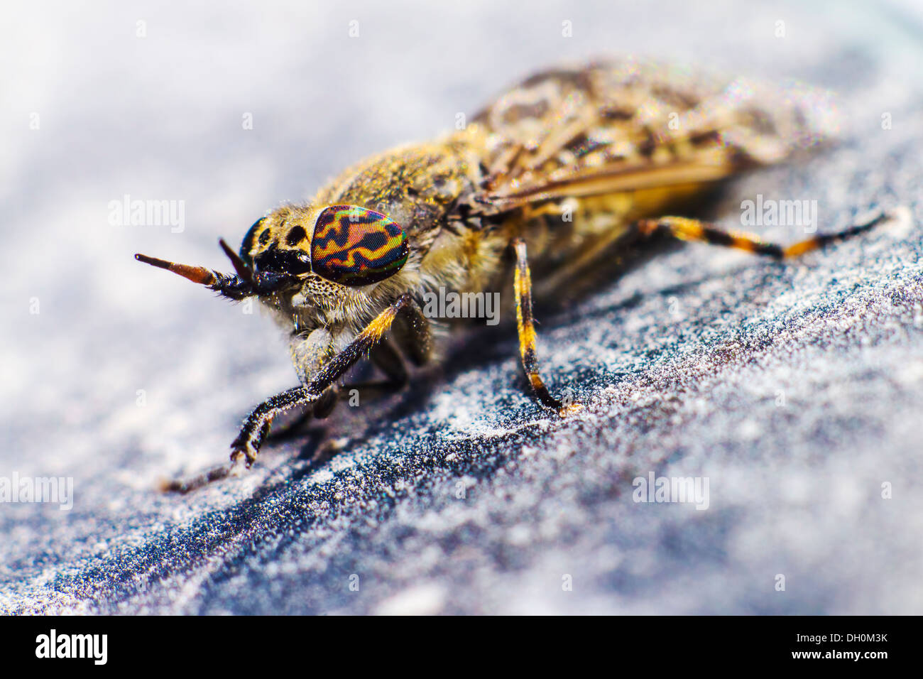 Locust face hi-res stock photography and images - Alamy