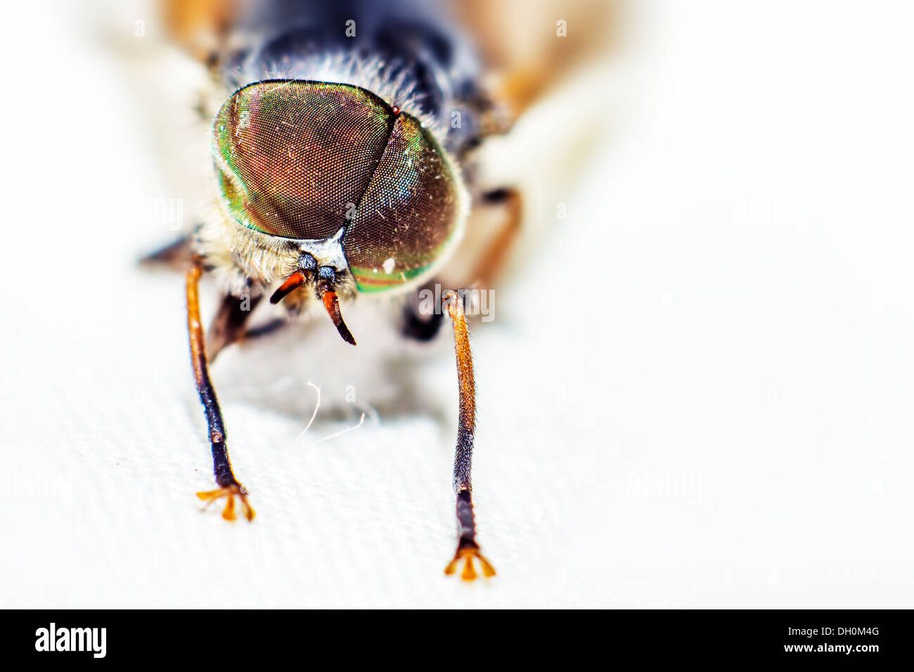 Locust face hi-res stock photography and images - Alamy
