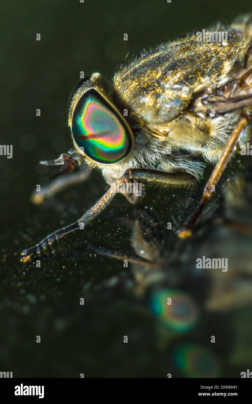 Locust face hi-res stock photography and images - Alamy