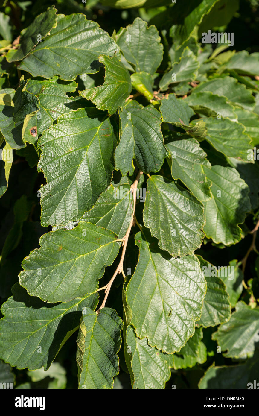 Vernal Witch-Hazel, Hamamelis vernalis, Longwood Gardens, Kennett ...