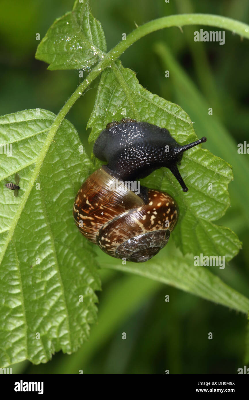 Copse Snail, Arianta arbustorum Stock Photo - Alamy