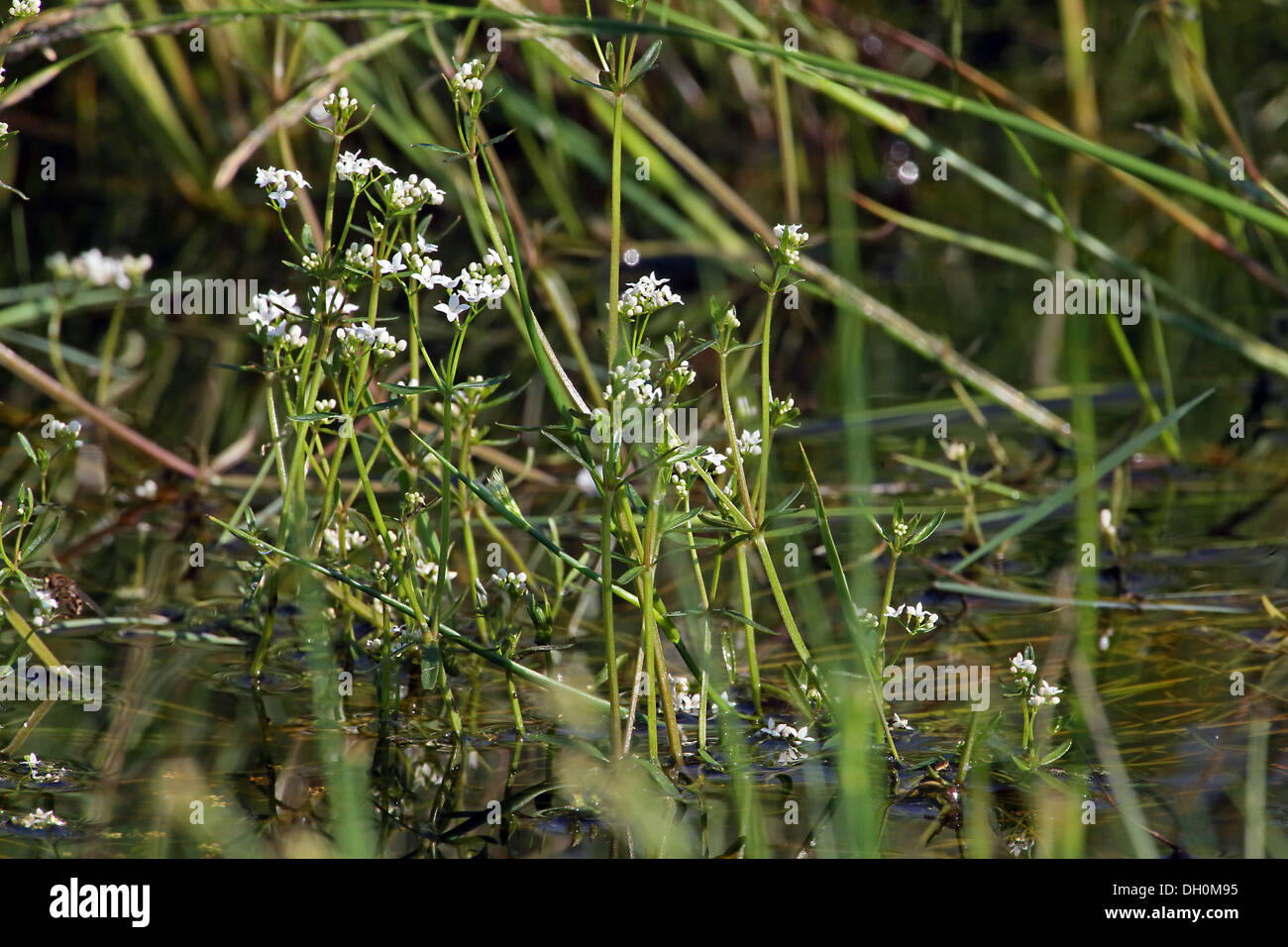 Marsh-Bedstraw, Galium palustre Stock Photo - Alamy