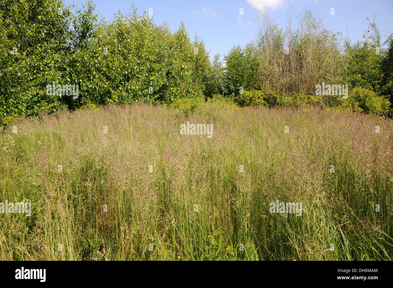 Wood small read hi-res stock photography and images - Alamy