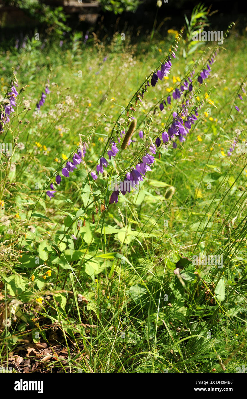 Field bellflowers hi-res stock photography and images - Alamy