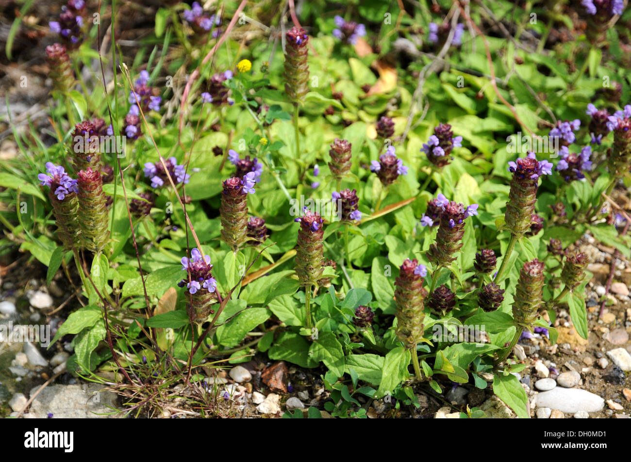 Self heals hi-res stock photography and images - Alamy