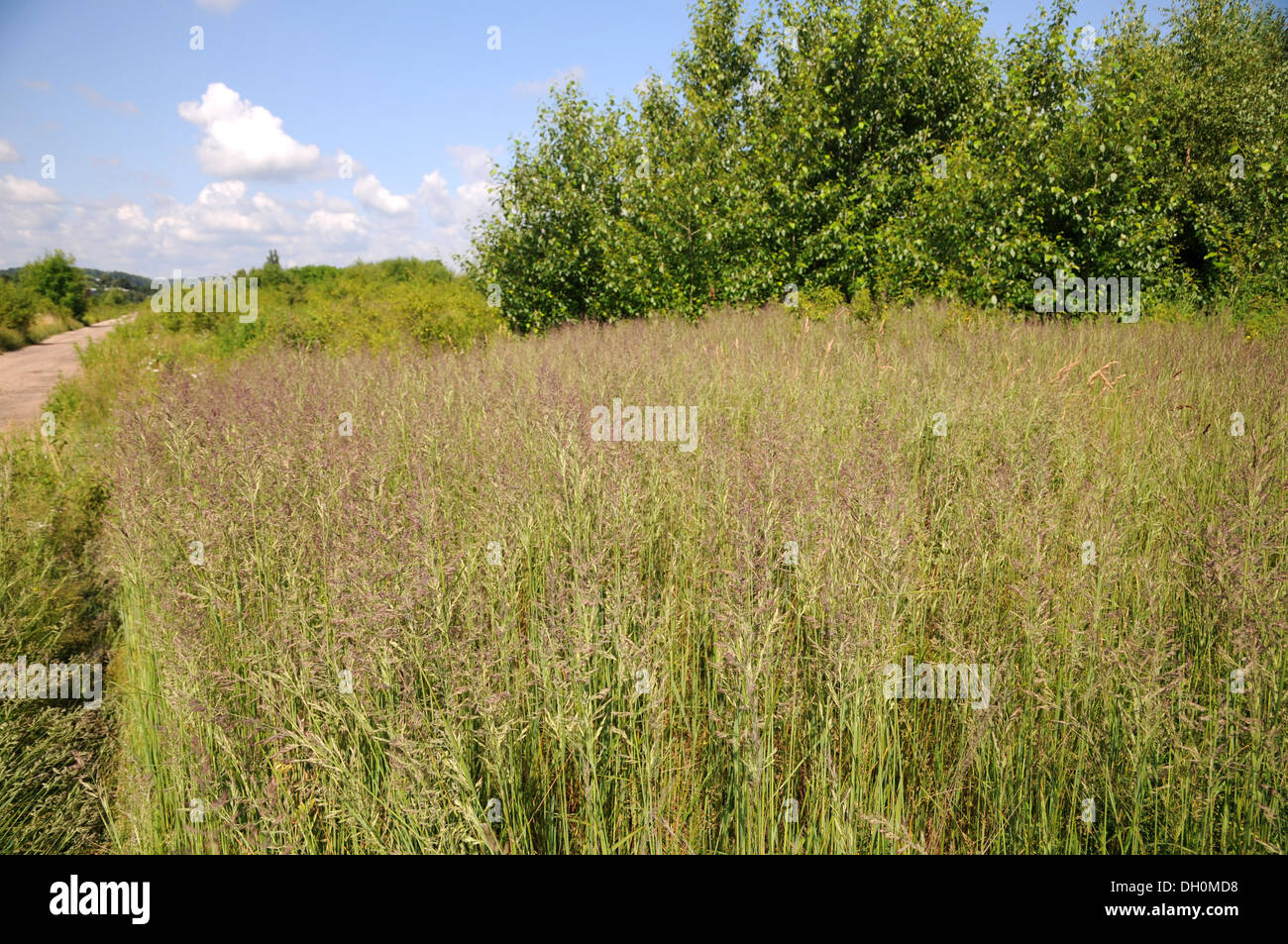 Wood small read hi-res stock photography and images - Alamy