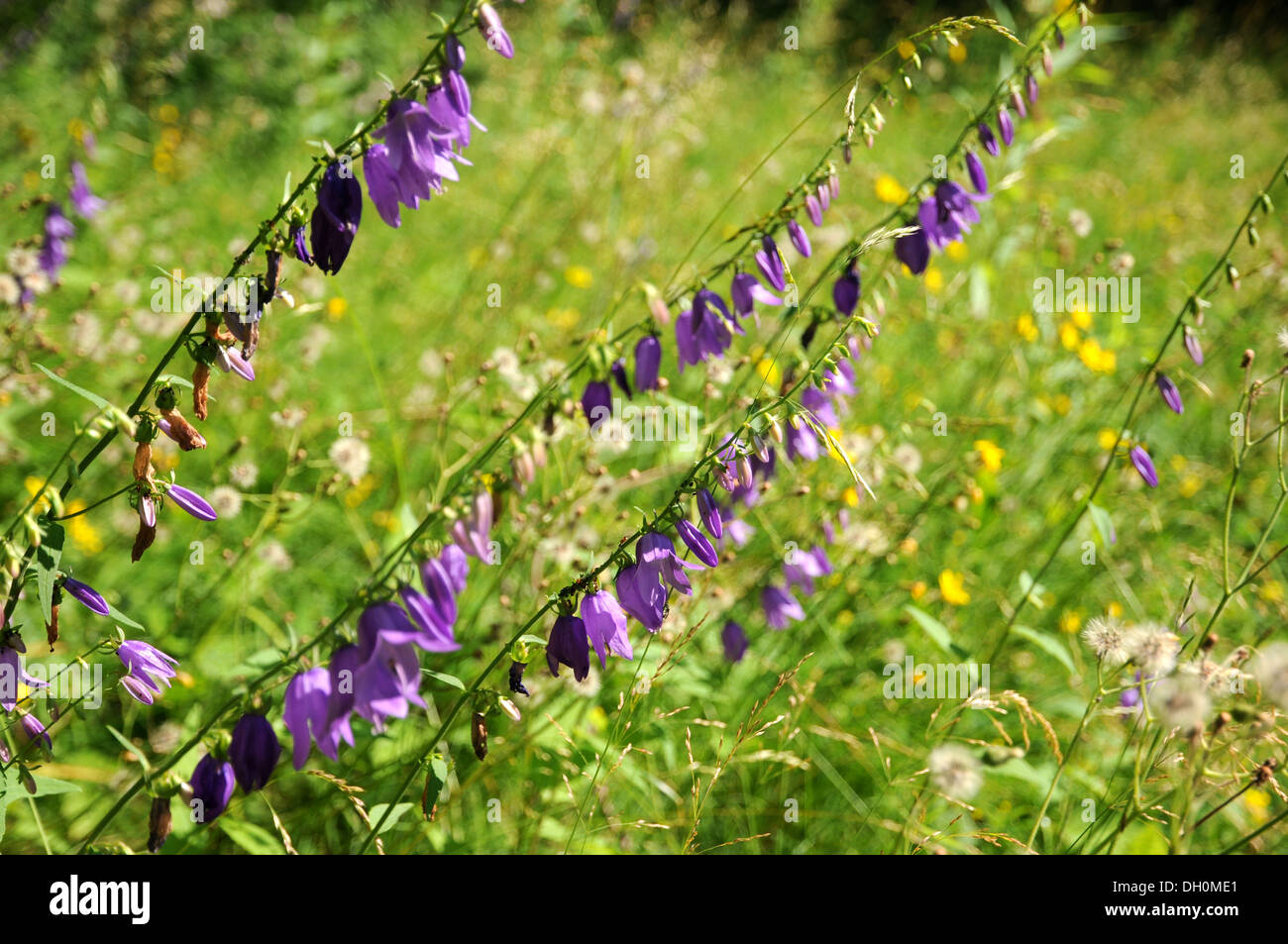 Field bellflower hi-res stock photography and images - Alamy