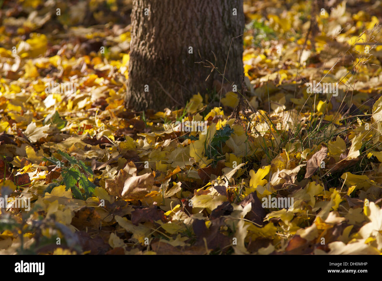 Surrounded fallen hi-res stock photography and images - Alamy
