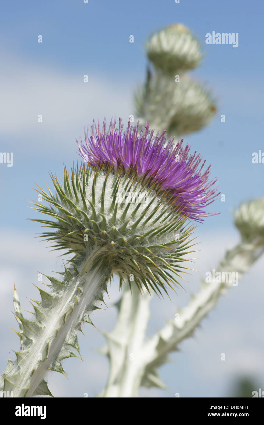 Heraldic thistles hi-res stock photography and images - Alamy