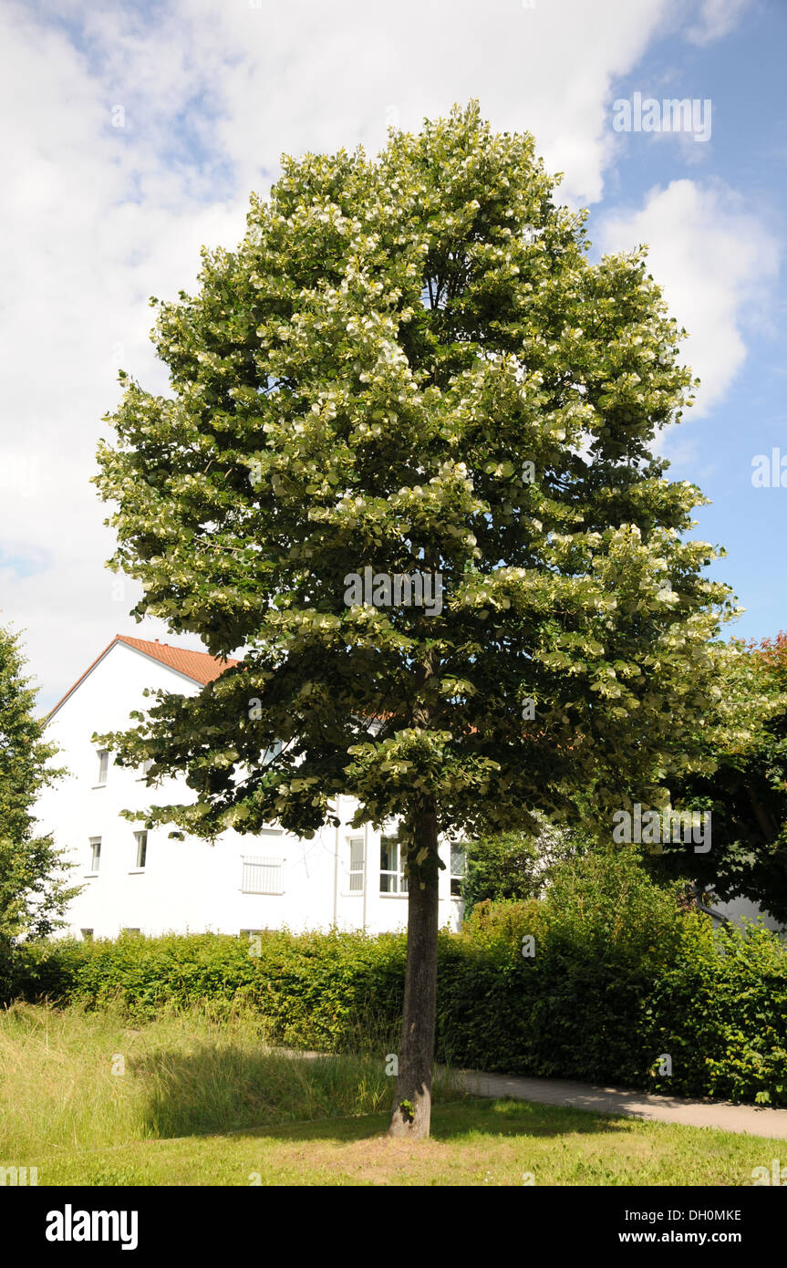 Silver Lime Trees Silver Linden Stock Photos & Silver Lime Trees Silver ...